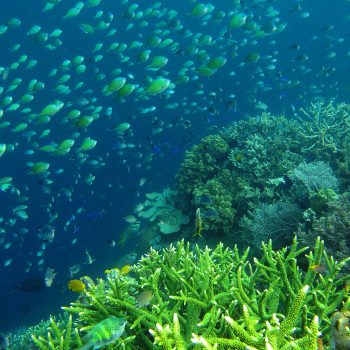 Coral Sea Foundation – Raising awareness of the ecological and social ...