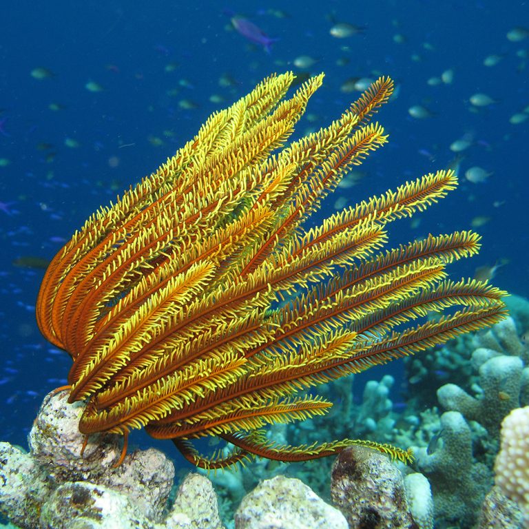Coral Sea Foundation – Raising awareness of the ecological and social ...