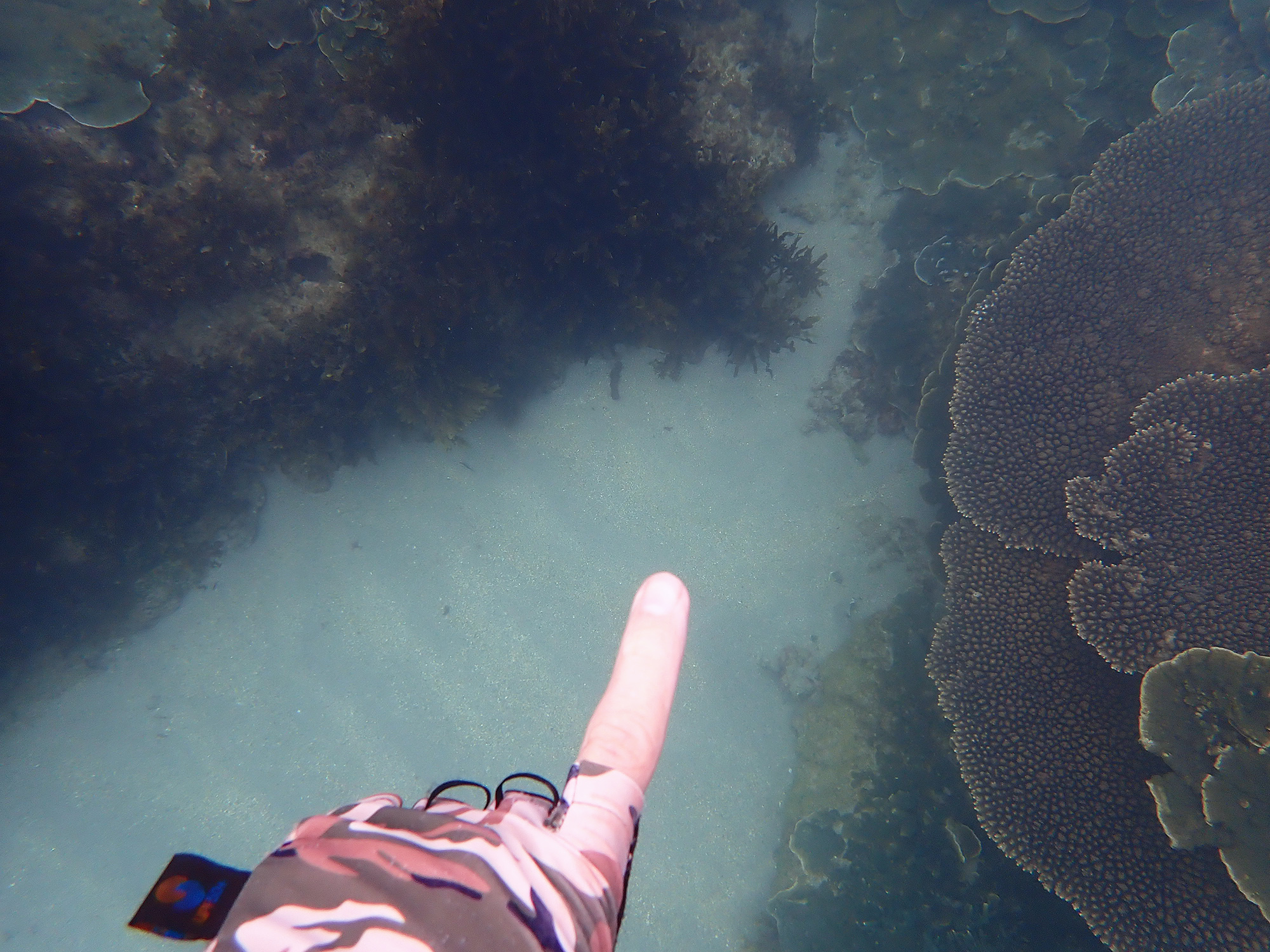 Florence Bay – Coral Sea Foundation
